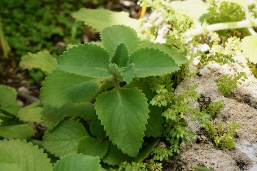 Cuban Oregano - Plectranthus amboinicus | Our Tropical Soil