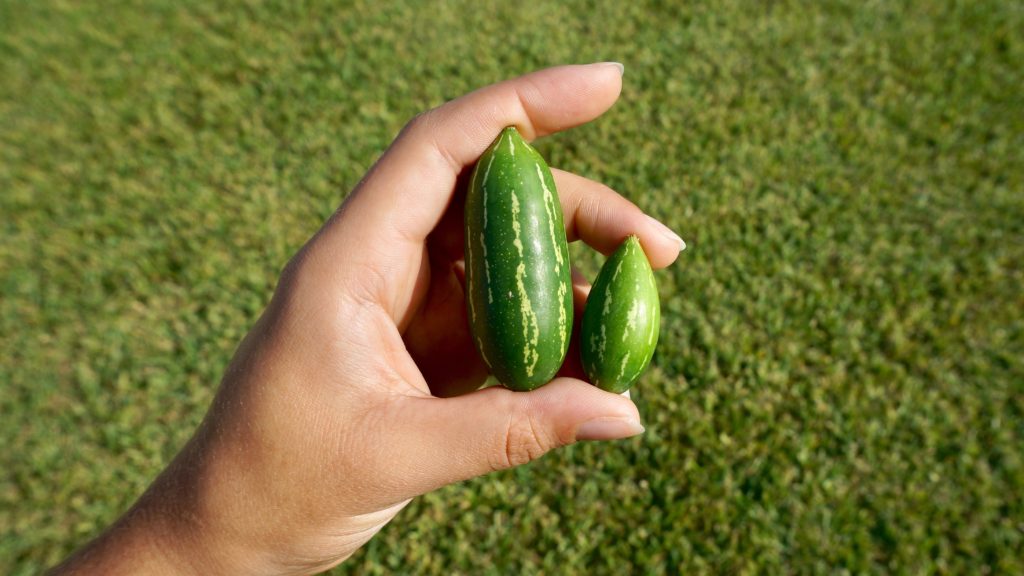 Tindora - Coccinia grandis | Plant Profiles | Our Tropical Soil