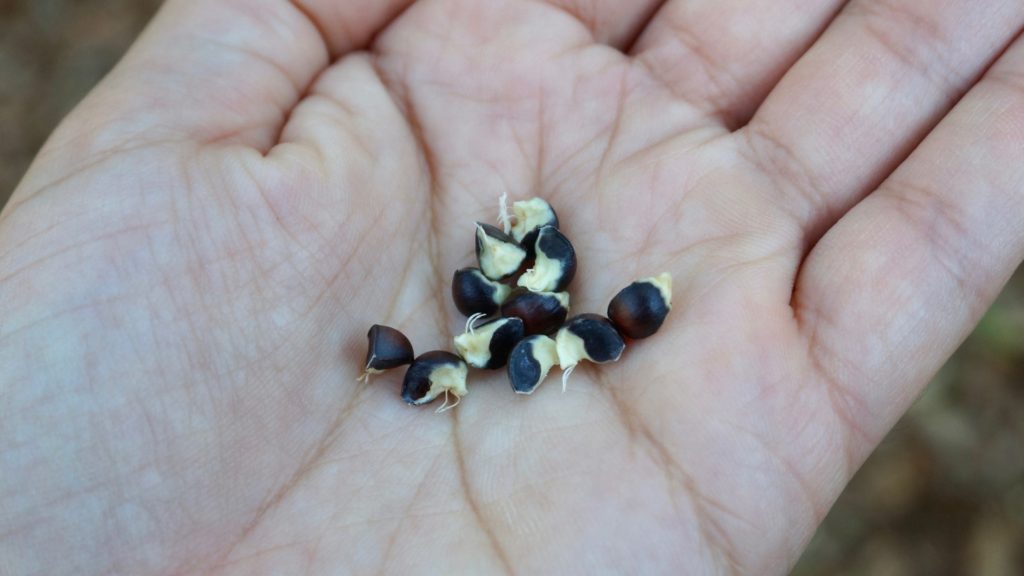 Katuk - Sauropus androgynus | Plant Profiles | Our Tropical Soil
