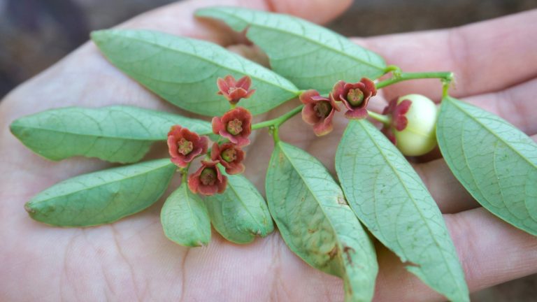 Katuk - Sauropus androgynus | Plant Profiles | Our Tropical Soil