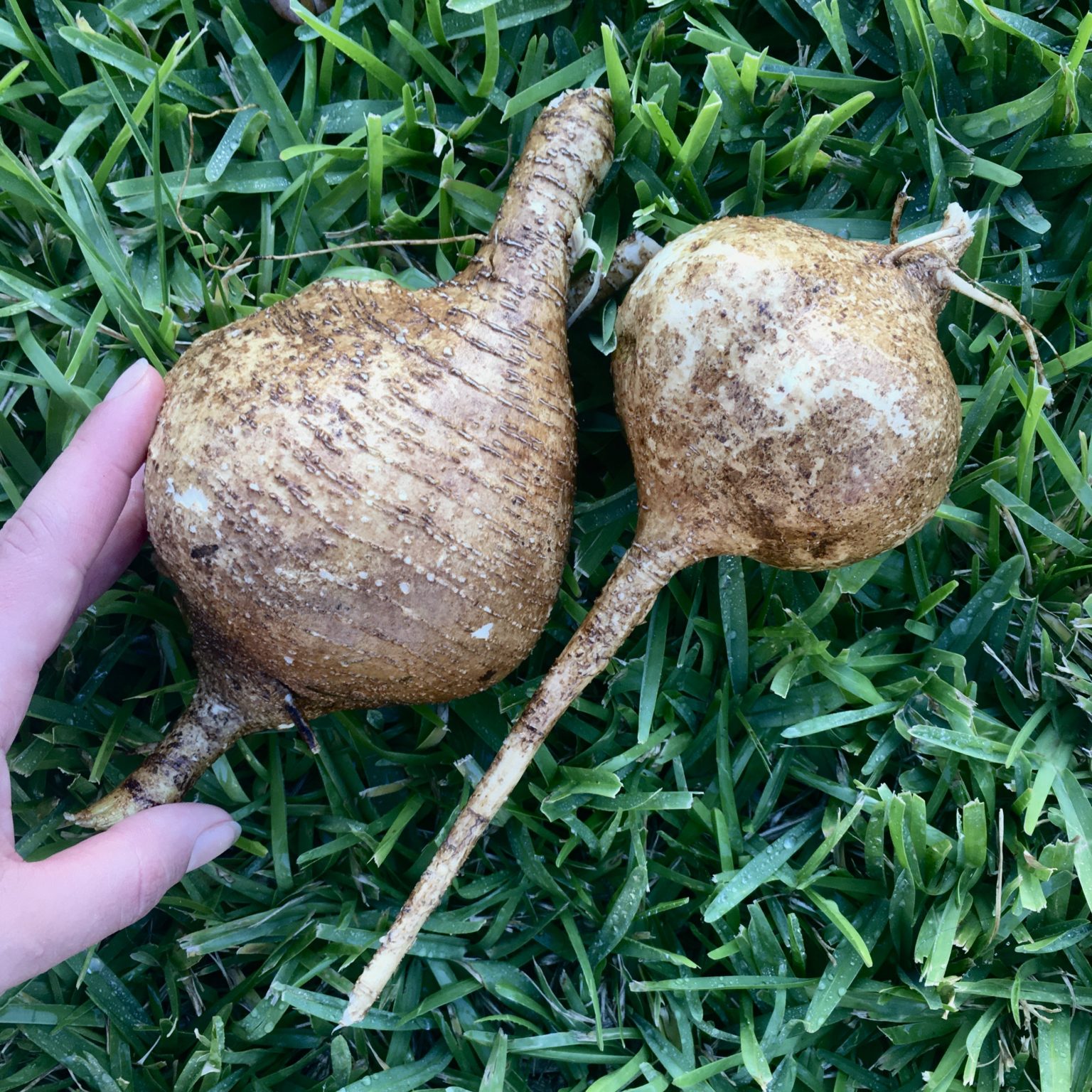 Jicama Seeds | Store | Our Tropical Soil