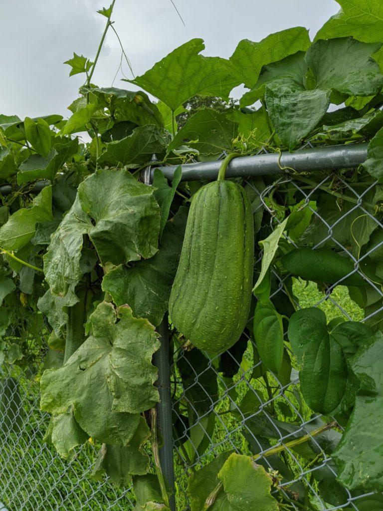 Luffa Seeds | Store | Our Tropical Soil